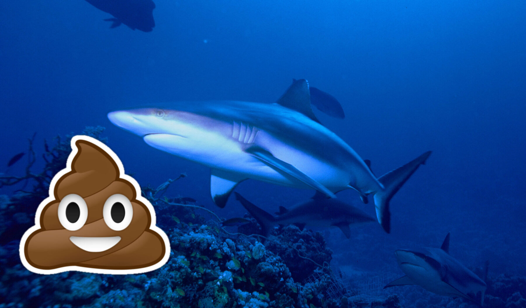 Shark poo helps keeps coral reefs happy and healthy | Reef Builders ...