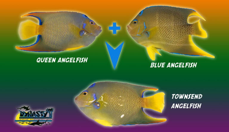 The ‘First’ Hybrid Angelfish, Holacanthus townsendi | Reef Builders ...