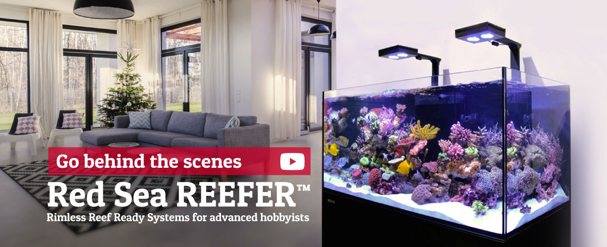 Check out how Red Sea builds their tanks and stands | Reef Builders ...