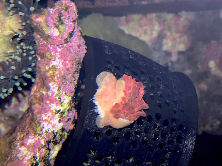 Anemone Protection Guard is the Newest Innovation From 3D Printing ...