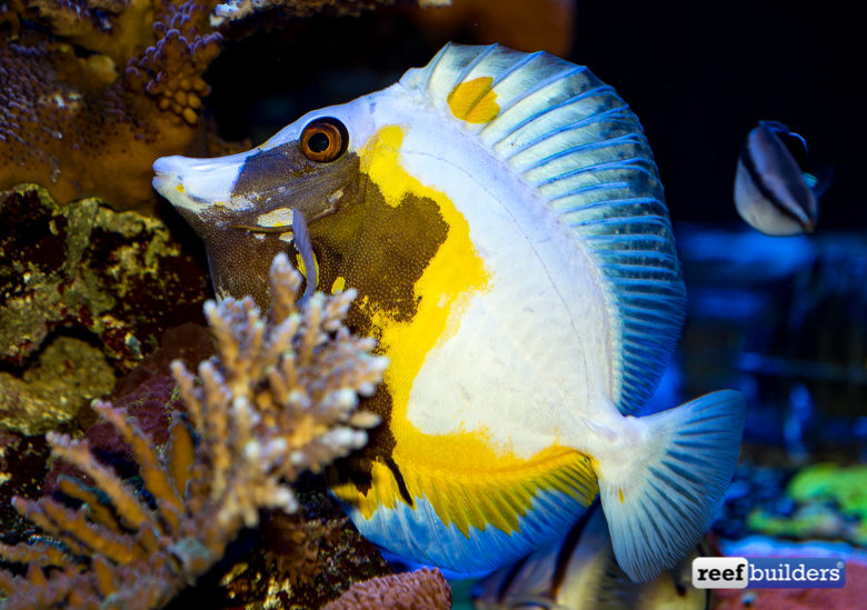 Tag: tricolor tang | Reef Builders | The Reef and Saltwater Aquarium Blog