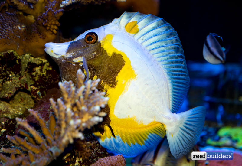 White Chocolate is a White, Yellow & Scopas Tang All In One | Reef ...