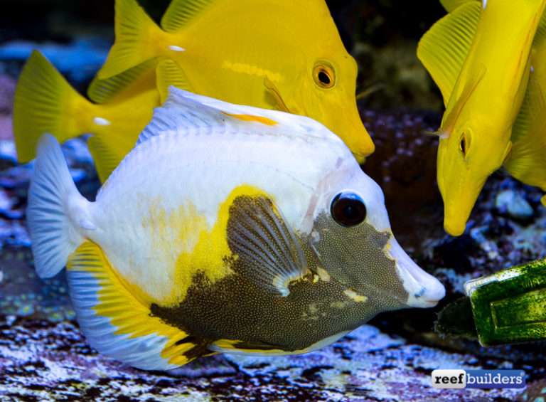 White Chocolate is a White, Yellow & Scopas Tang All In One | Reef ...