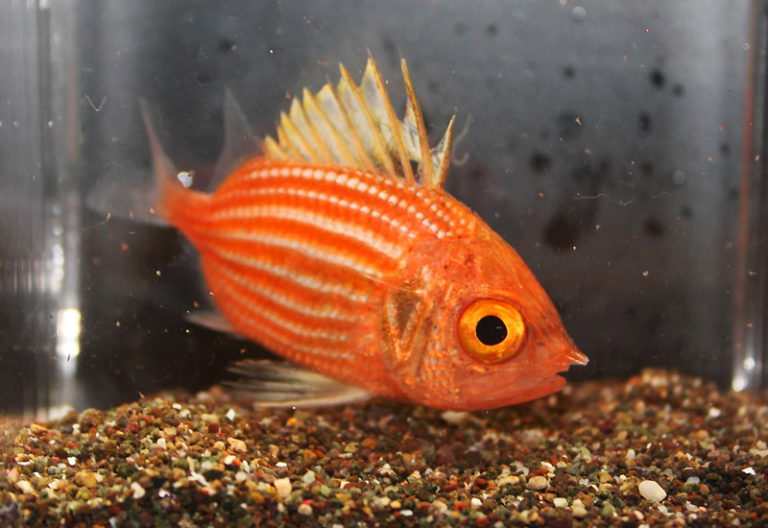 First Living Pictures of the Alama’s Soldierfish, Ostichthys alamai ...