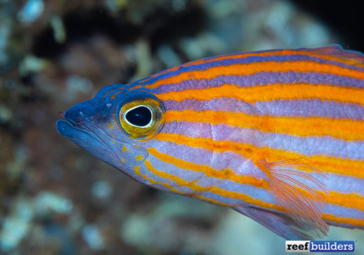 Tag: rare fish spotlight | Reef Builders | The Reef and Saltwater ...