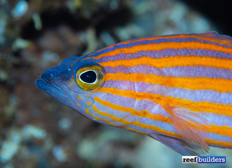 Rare Fish Spotlight: The Poor Man’s Candy Basslet, Liopropoma swalesi ...