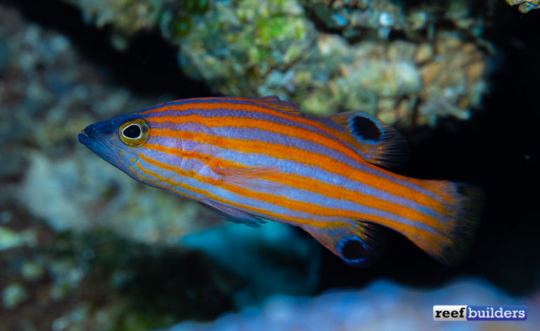 Rare Fish Spotlight: The Poor Man’s Candy Basslet, Liopropoma swalesi ...