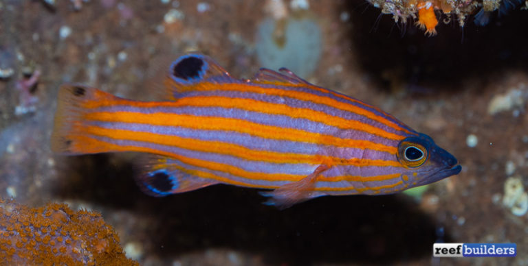 Rare Fish Spotlight: The Poor Man’s Candy Basslet, Liopropoma swalesi ...