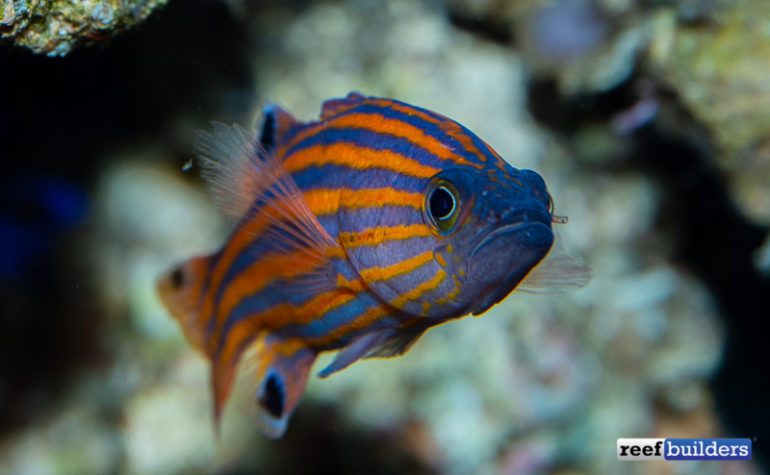Rare Fish Spotlight: The Poor Man’s Candy Basslet, Liopropoma swalesi ...