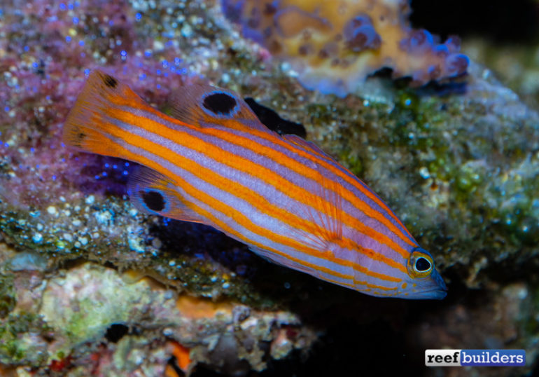 Rare Fish Spotlight: The Poor Man’s Candy Basslet, Liopropoma swalesi ...