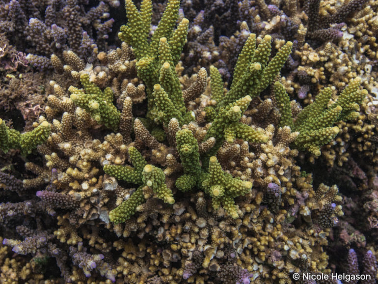 Eucheuma Algae Is a Perfect Mimic of Staghorn Coral | Reef Builders ...