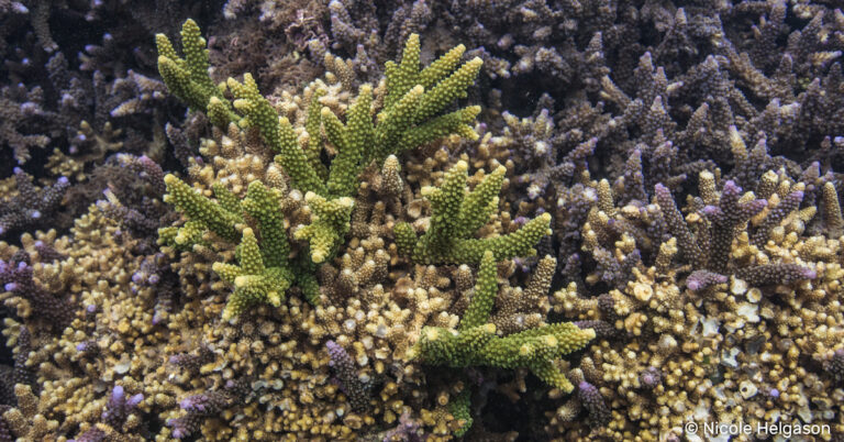 Eucheuma Algae Is a Perfect Mimic of Staghorn Coral | Reef Builders ...