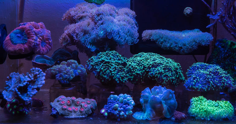 EcoReef Two: This is what a Reef Tank Looks Like With NO Filter | Reef ...