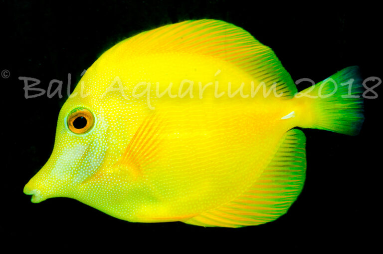 Awesome Fish Spotlight! Super Xanthic, Yellow Scopas Tang Shows Up In ...