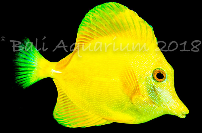 Awesome Fish Spotlight! Super Xanthic, Yellow Scopas Tang Shows Up In ...