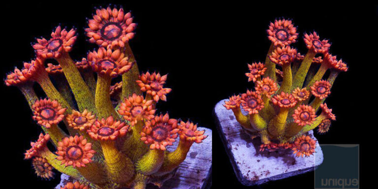 Unique Corals Amazeballs Goni is the ‘Homewrecker’ of Flowerpot Corals ...