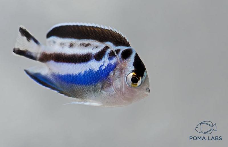 Captive Bred Bellus Could Be The First ‘Designer Angelfish’ | Reef ...
