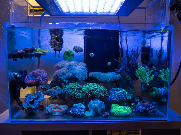 EcoReef Two: This is what a Reef Tank Looks Like With NO Filter | Reef ...