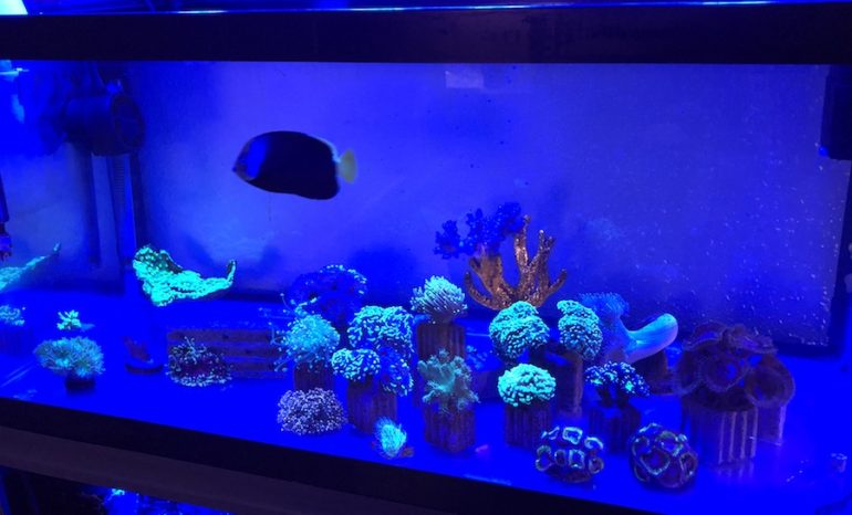 Snapshots of My Own Personal Reef and Planted Tanks | Reef Builders ...