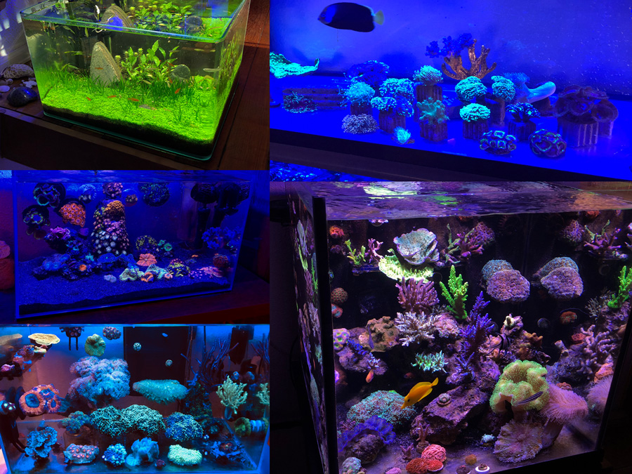 Snapshots of My Own Personal Reef and Planted Tanks | Reef Builders ...