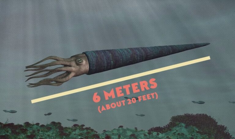 The Shells of Squids Tells The History of Life In The Ocean | Reef ...