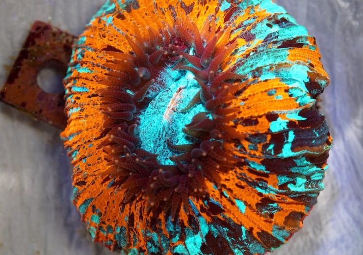 Category: trachyphyllia | Reef Builders | The Reef and Saltwater ...