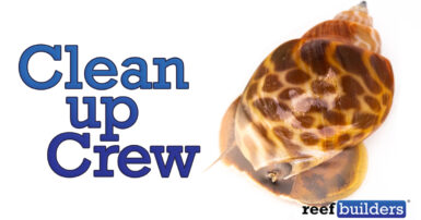 Saltwater Aquarium Clean Up Crew For Beginners | Reef Builders | The ...