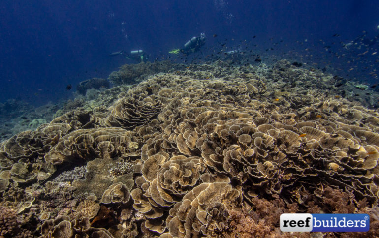 Halmahera Indonesia Is The Center Of Coral Diversity | Reef Builders ...