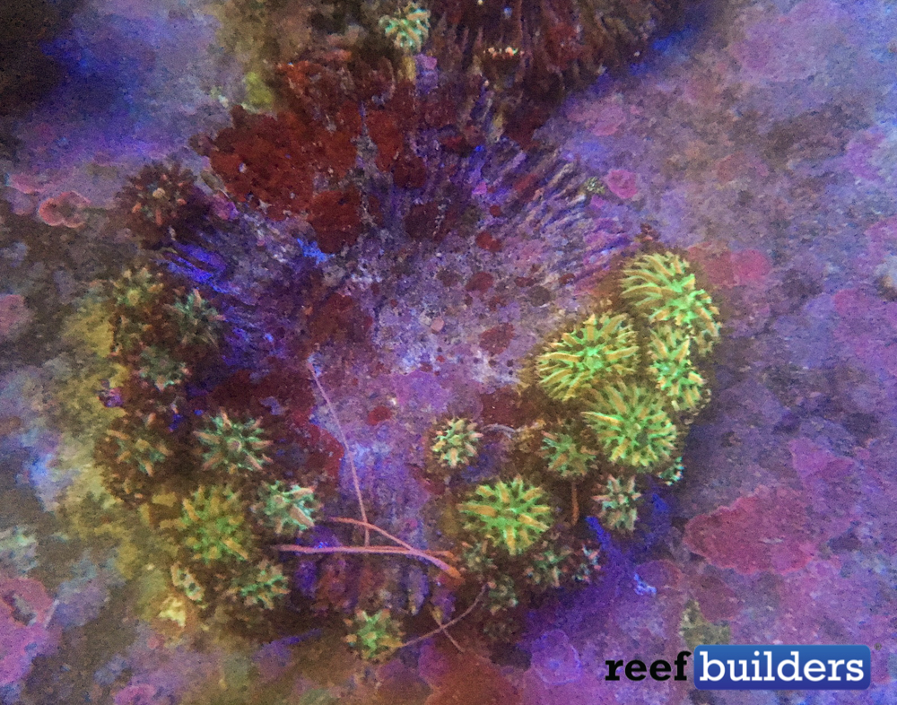 Heliofungia fralinae Corals Start Their Life Sprouting From A Disk ...