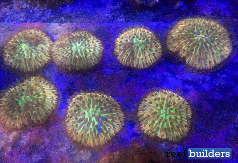 Heliofungia fralinae Corals Start Their Life Sprouting From A Disk ...