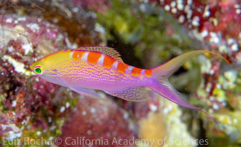 Dr. Rocha is Treating us to some Delectable Anthias Photography | Reef ...