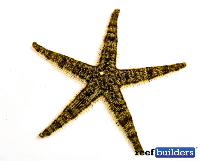 Saltwater Aquarium Clean Up Crew For Beginners | Reef Builders | The ...