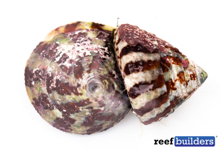 What Should You Add First To A New Saltwater Reef Tank | Reef Builders ...