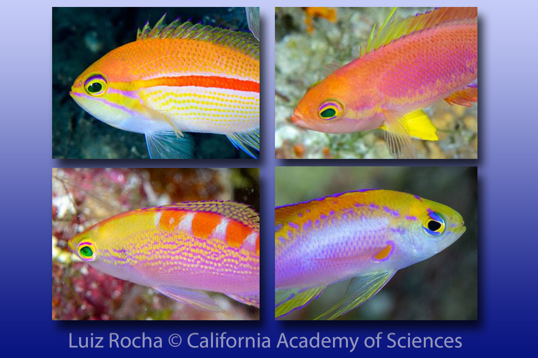 Flashback Friday: Jake Adams’s Love For Anthias | Reef Builders | The ...