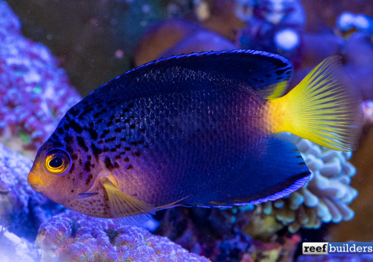 Tag: pygmy angelfish | Reef Builders | The Reef and Saltwater Aquarium Blog