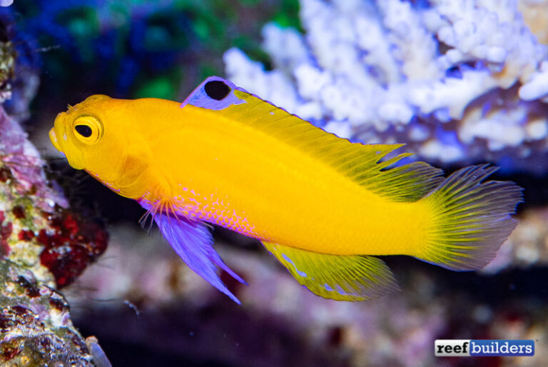 Close Encounters With Three Amazing Grammas | Reef Builders | The Reef ...