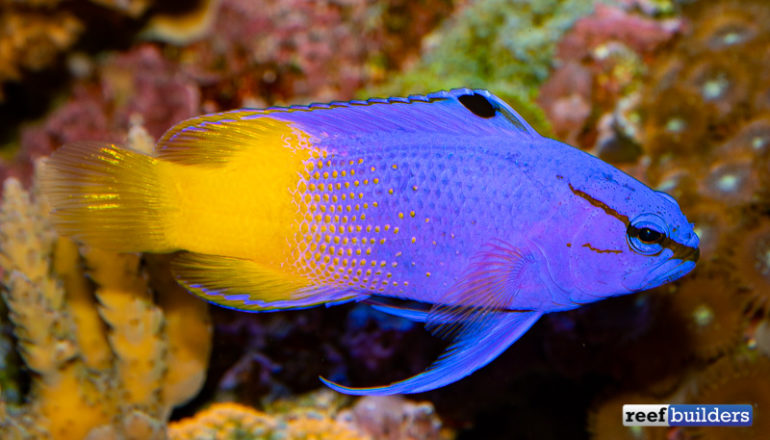 Close Encounters With Three Amazing Grammas | Reef Builders | The Reef ...