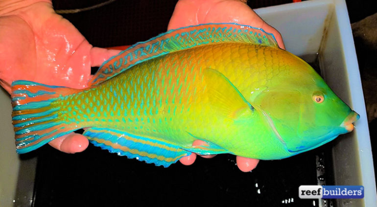 Awesome fish spotlight: the Lennardi Wrasse, Anampses lennardi | Reef ...