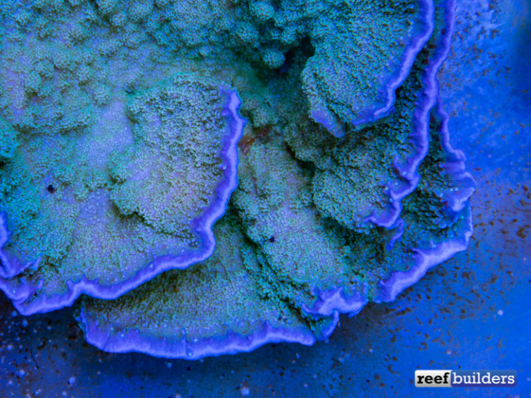 How To Grow The Most INTENSE Purple Rim Monti Cap | Reef Builders | The ...