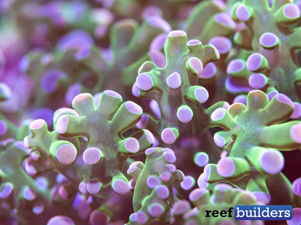 True Pink Tipped Euphyllia paradivisa Is Rarer than You Think | Reef ...