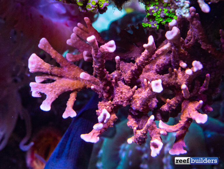 Spy’s Red Montipora hirsuta is a Hot Strain of Branching Monti | Reef ...
