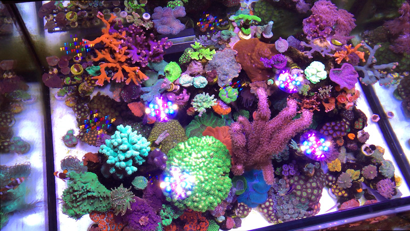 Spy’s Simple & Very Effective Reef Tank [Video] | Reef Builders | The ...