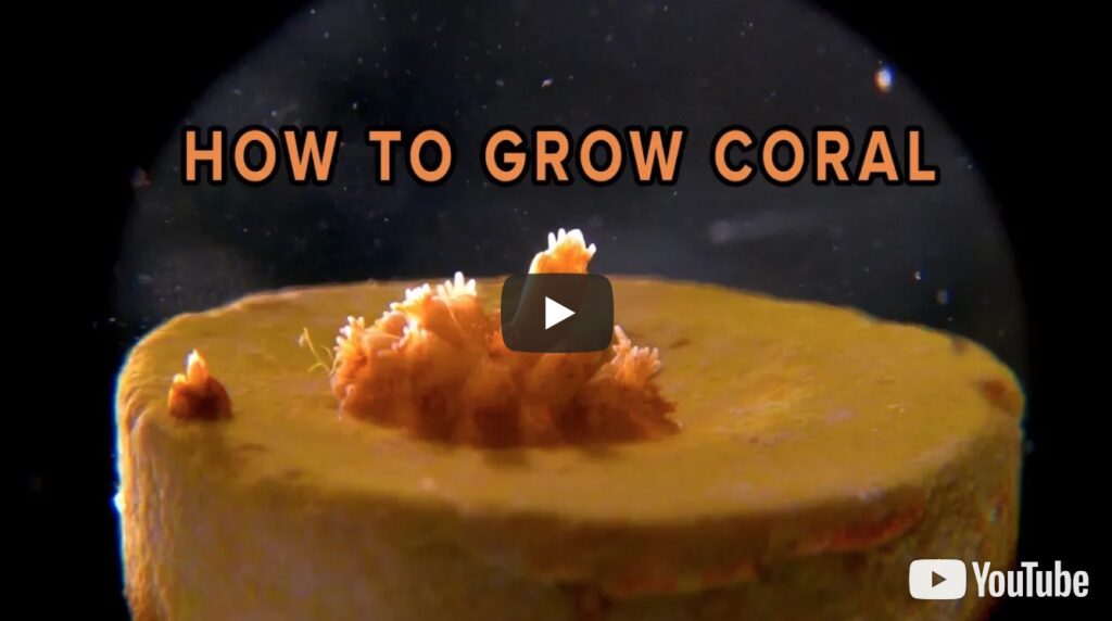 WATCH: How To Grow Coral From Coral Spawning - SciFri and Georgia ...
