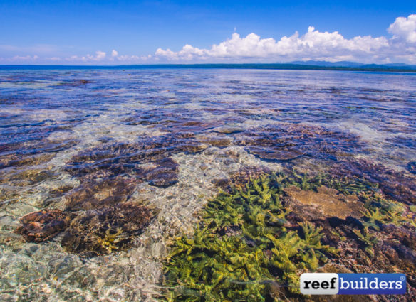 Acropora Thrive In The Shallow Reefs Around Halmahera Indonesia | Reef ...