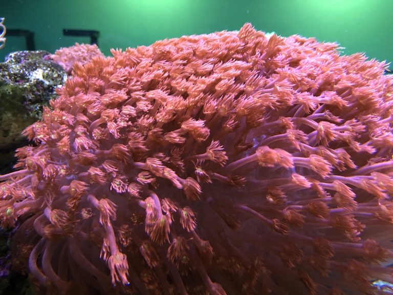 Flowerpot Corals & Everything You Need to Know For Success | Reef ...