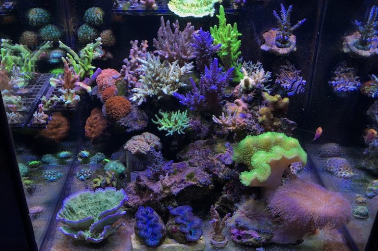 Change your Mobile Photography Game with Polyp Lab Coral View Lens ...