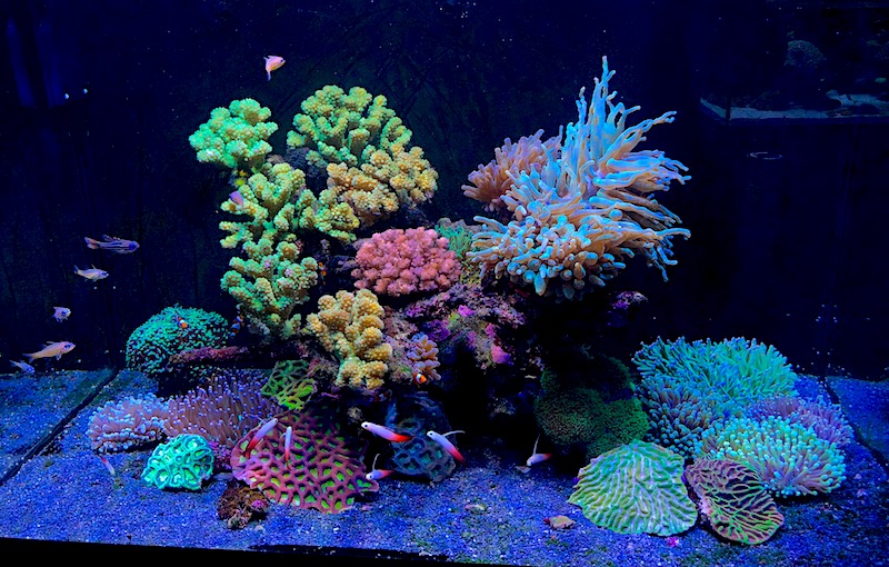 Aquarium Makeover of a Red Sea Max at Nature Aquariums | Reef Builders ...