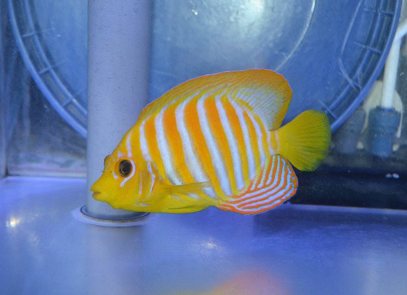 New Xanthic Regal Angelfish Surfaces in Japan | Reef Builders | The ...