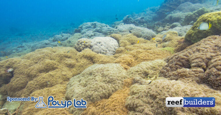 Polyp Lab Coral Spotting Expedition in Manado Bay | Reef Builders | The ...