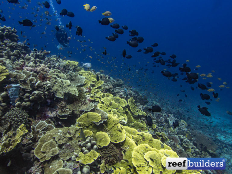 Montipora Identification 1.1: A Guide to the Plating and Laminar ...